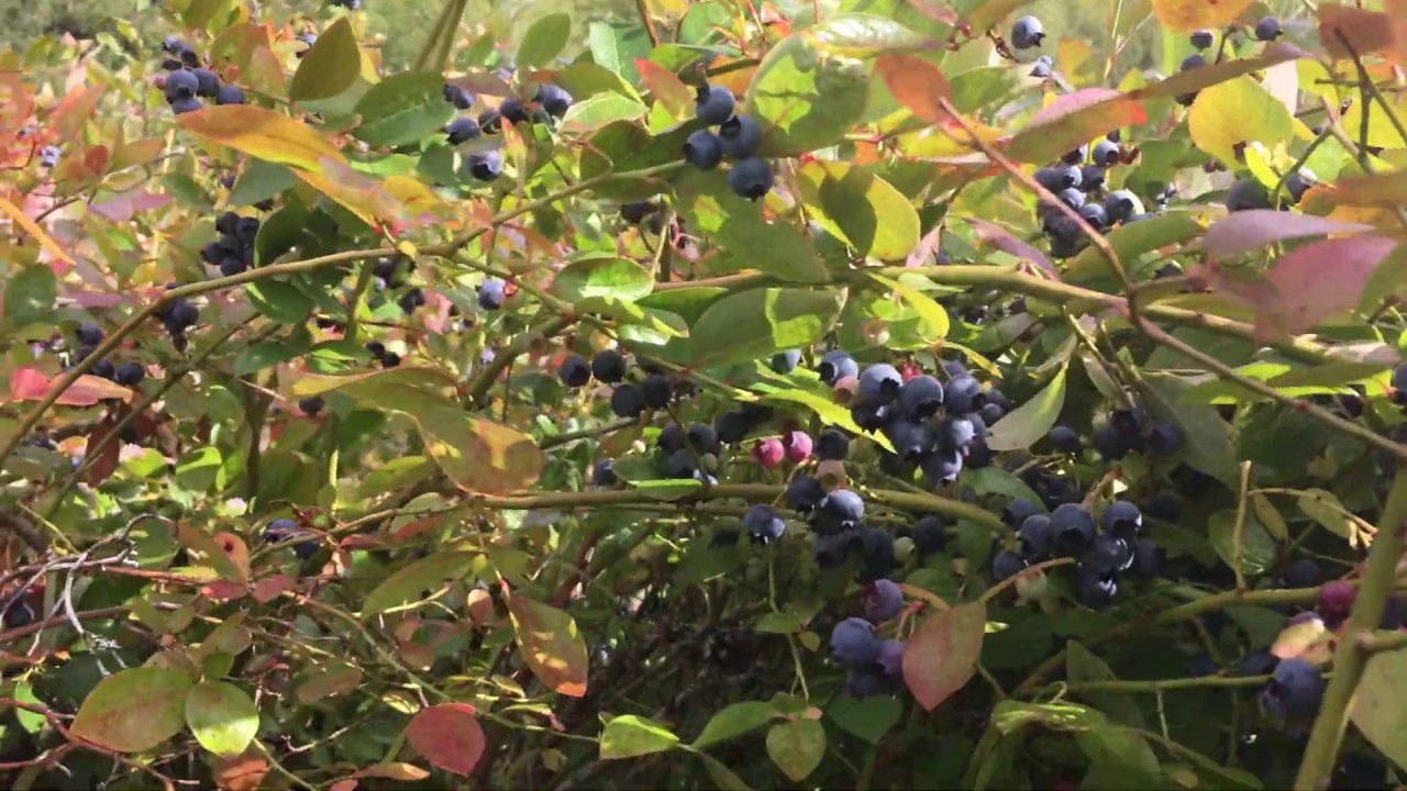Blueberry Field SEPT 2019 - YouTube