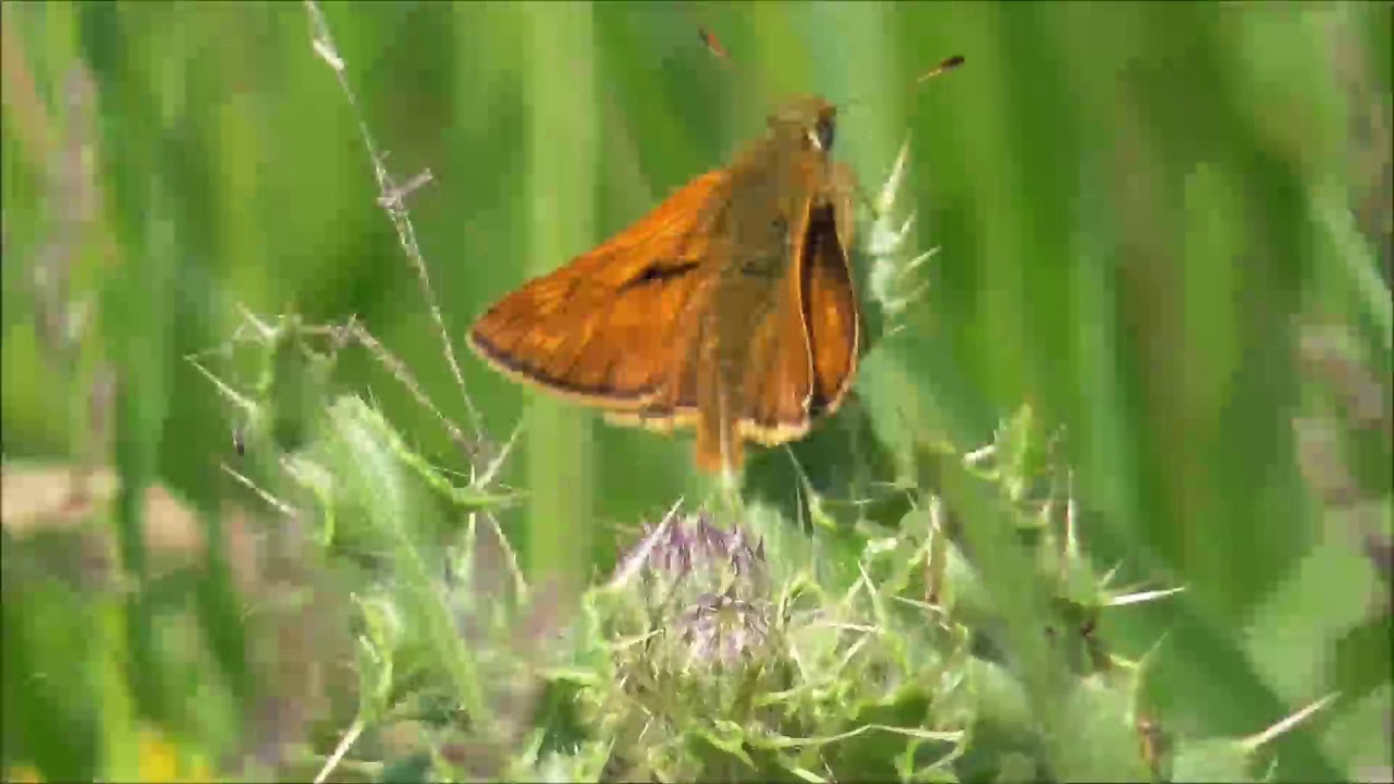 Large Skipper or Small Skipper Moth Or Butterfly ? - YouTube
