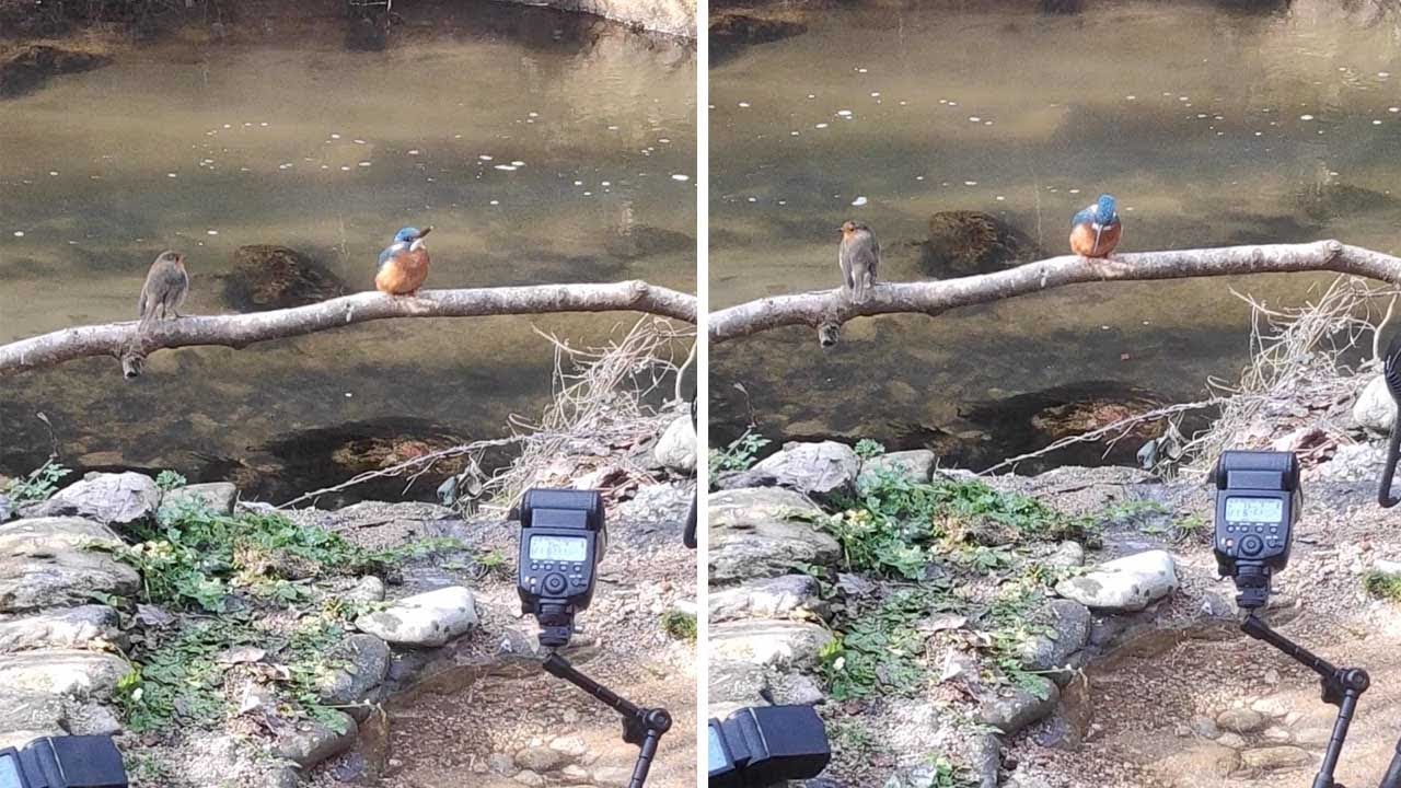 Kingfisher Teaches Robin How To Dive - YouTube