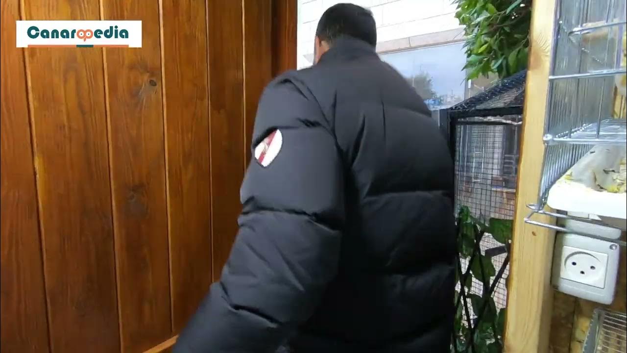 A Beautiful Green-Cheeked Conure Couple at Rami's Aviary: Learn More About Conures in the Desc ...