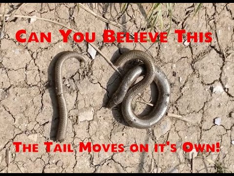 You won't believe this! The lost tail keeps moving! - YouTube