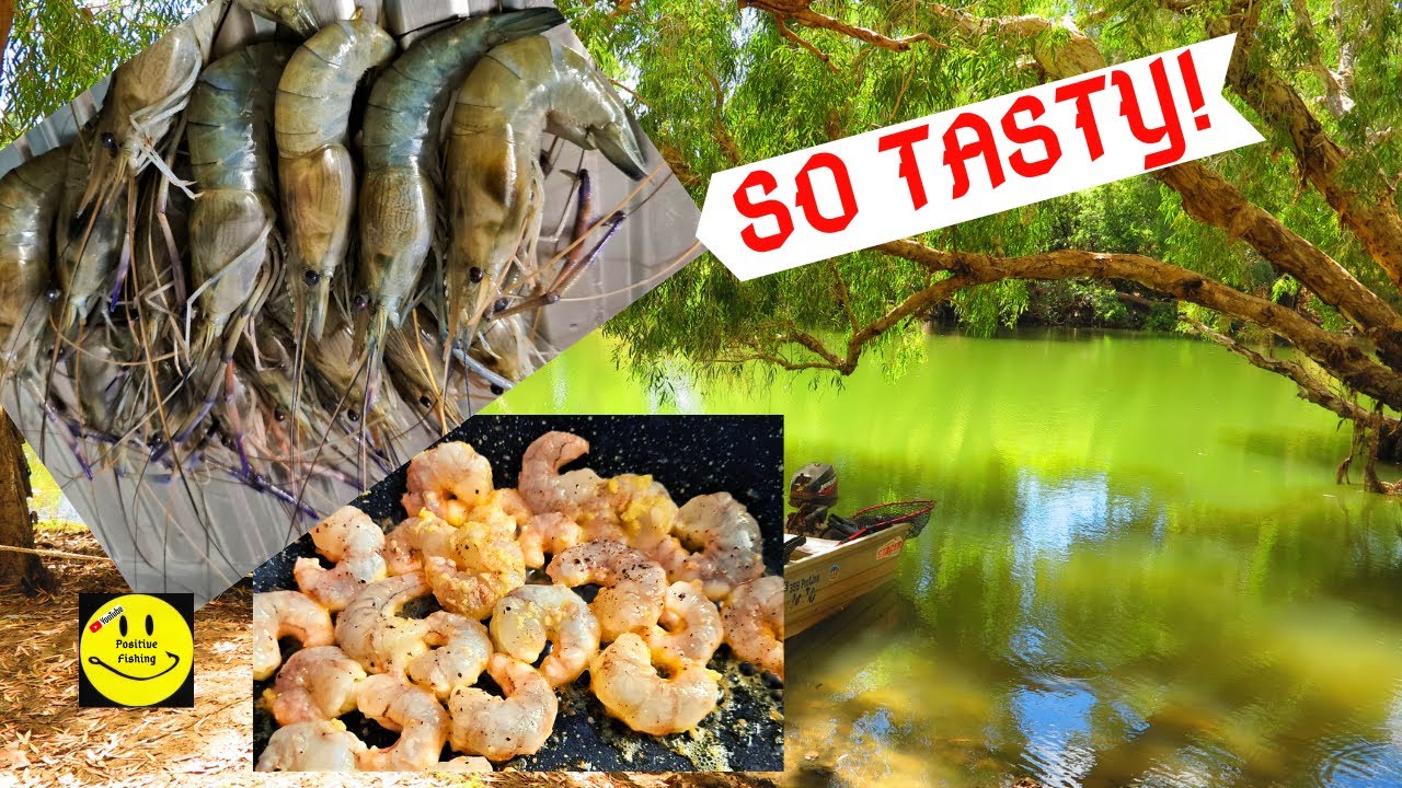 Freshwater PRAWN catch n cook and EAT / Cherabin = That's what we came ...