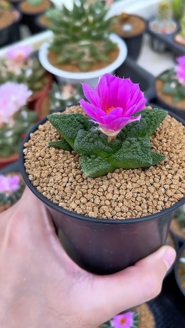 Cactus: A 'secular plant' that adapts to every environment | Easy care ...