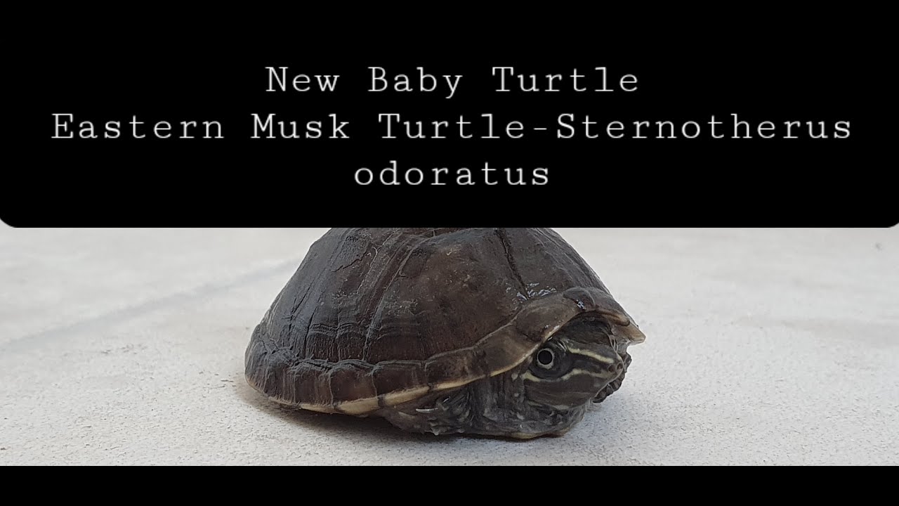 New Baby Turtle!!!Eastern musk turtle(Sternotherus odoratus ...
