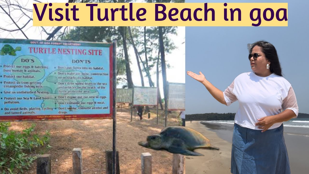 Turtle Beach in Goa | Galgibaga Beach | Offbeat Beach in Goa | Turtle ...