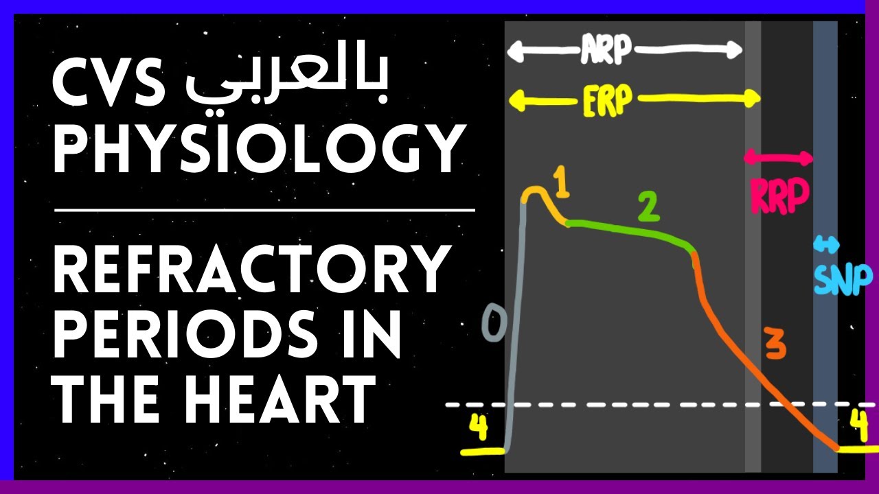 CVS Electrophysiology - Refractory Periods in Cardiac Action potentials ...