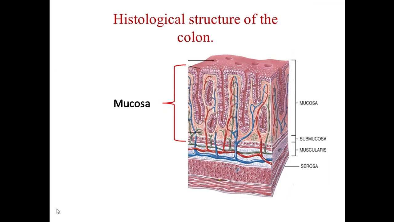 8 Histology of large intestine and appendix - YouTube