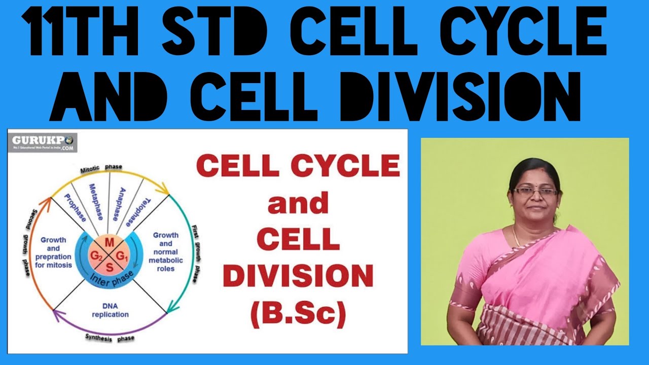 11th STD CELL CYCLE AND CELL DIVISION - YouTube
