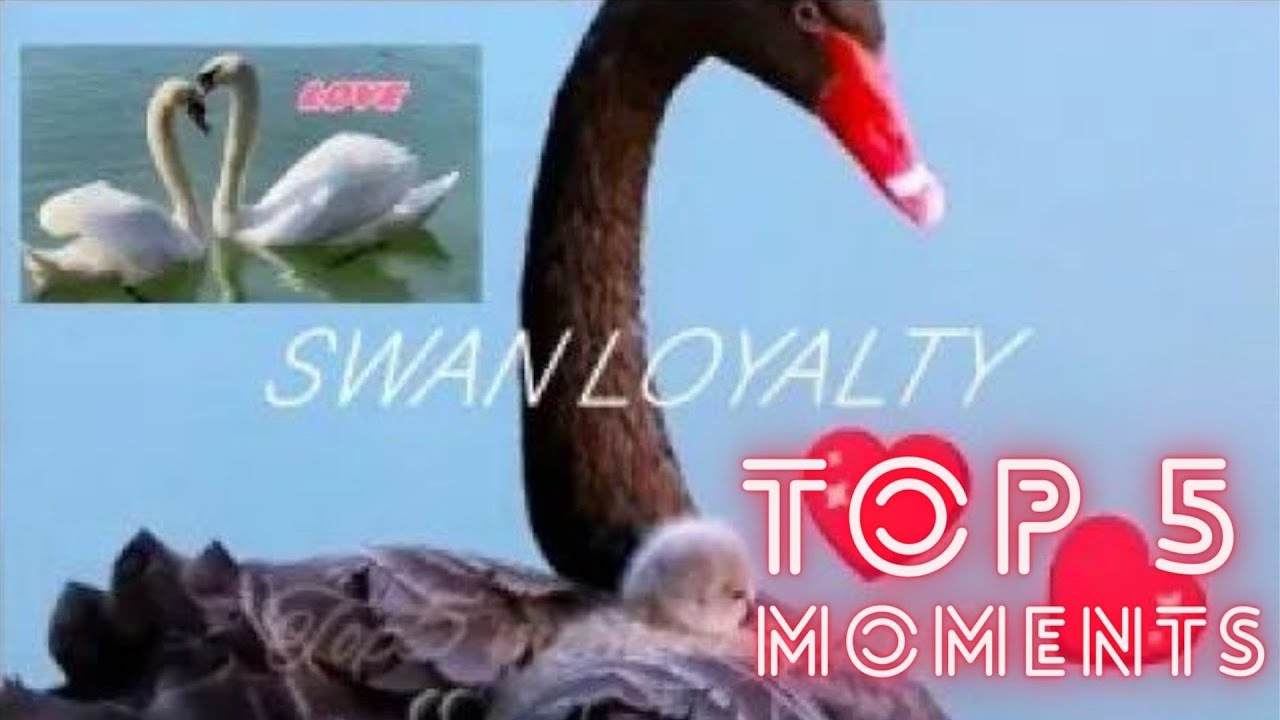 Top5 moments of swan loyalty - YouTube