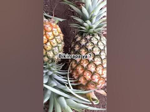 panen nanas - YouTube