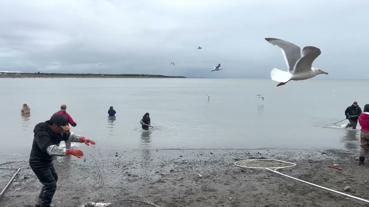 Dipnetting / Fishing in Kenai Alaska July 21st 2022#alaska - YouTube