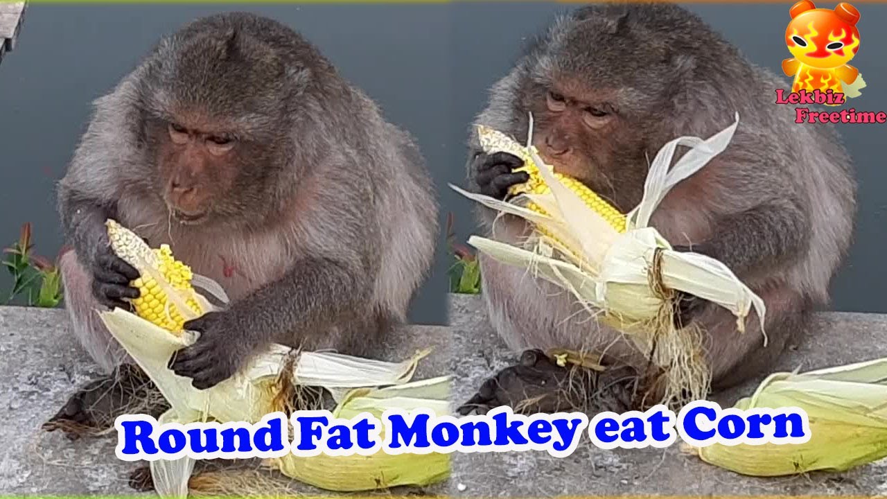 Fat round female monkey eats corn - YouTube