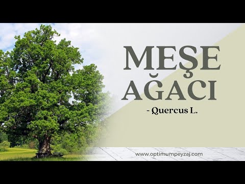 BİTKİ ANSİKLOPEDİSİ - MEŞE -QUERCUS L. NEDİR? NERELERDE YETİŞİR? HASTALIKLARI NELERDİR? MEŞE AĞACI