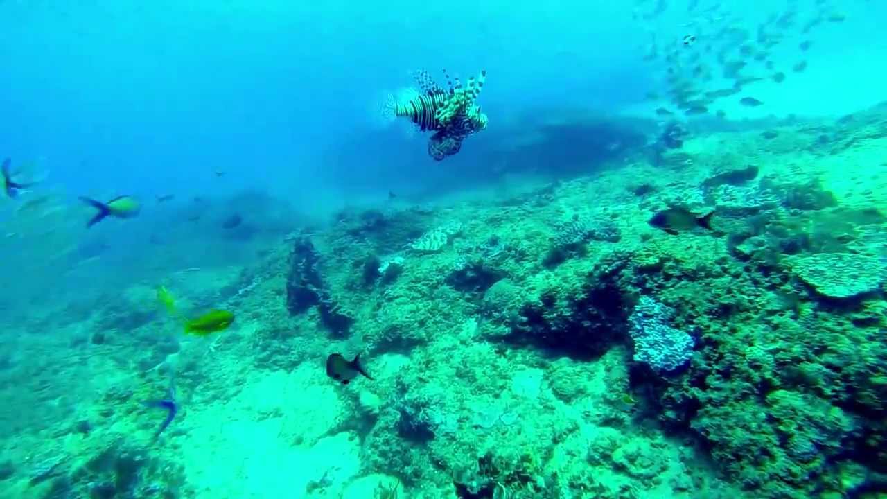 Scuba Diving Ponta da Ouro Mozambique - YouTube