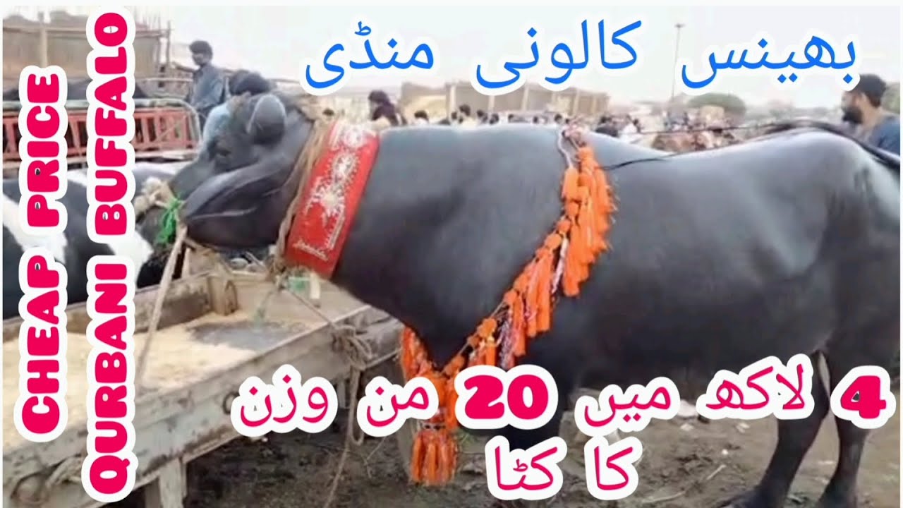 Beautiful Buffalo Eid Ul Adha 2022 | Bhainsa | Bakra Eid 2022 - YouTube