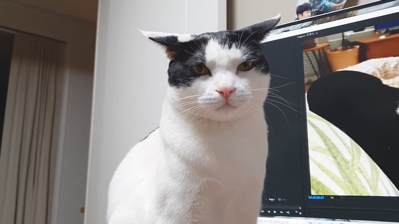 아빠만 좋아하는 고양이가, 처음으로 아빠에게 단단히 삐쳤어요🤣 Cat angry with dad - YouTube