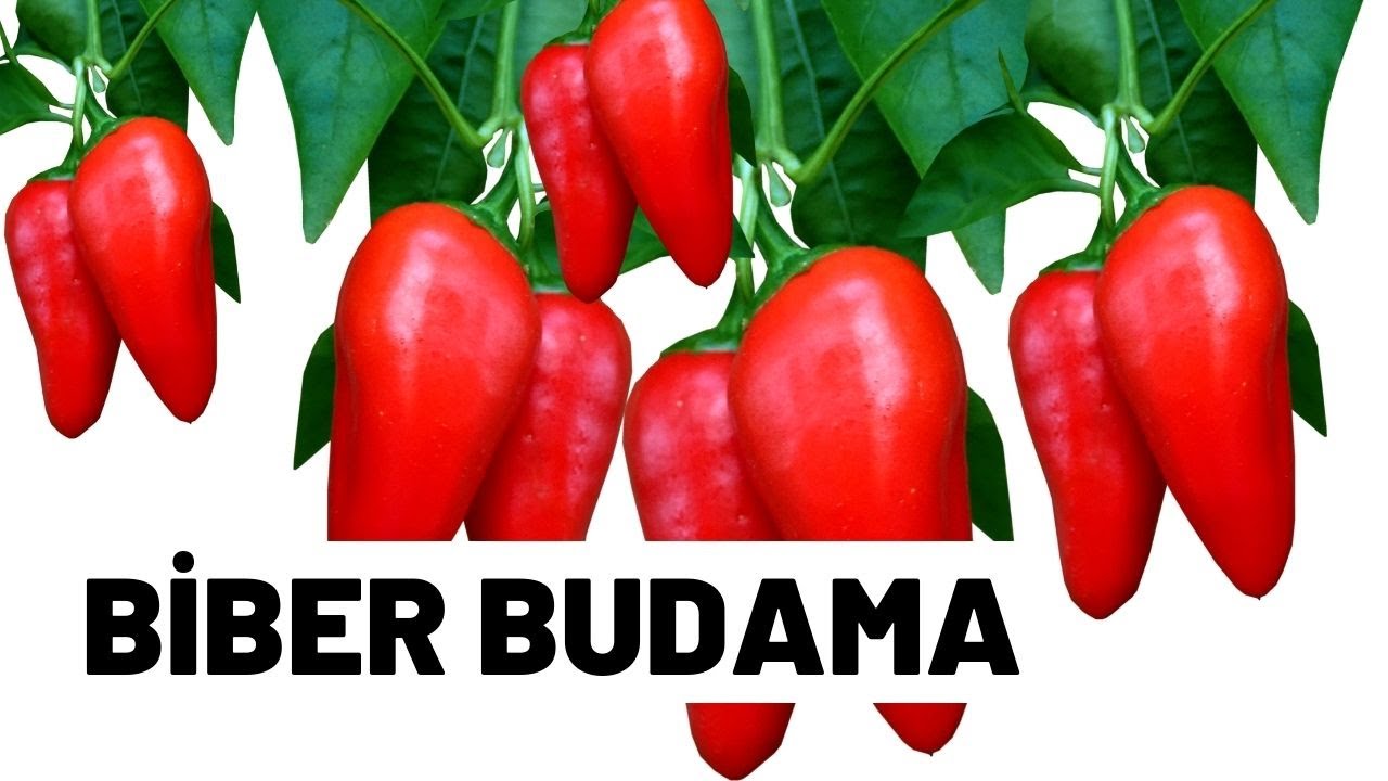 Hangi biberler budanır, biberi budamazsak ne olur - YouTube