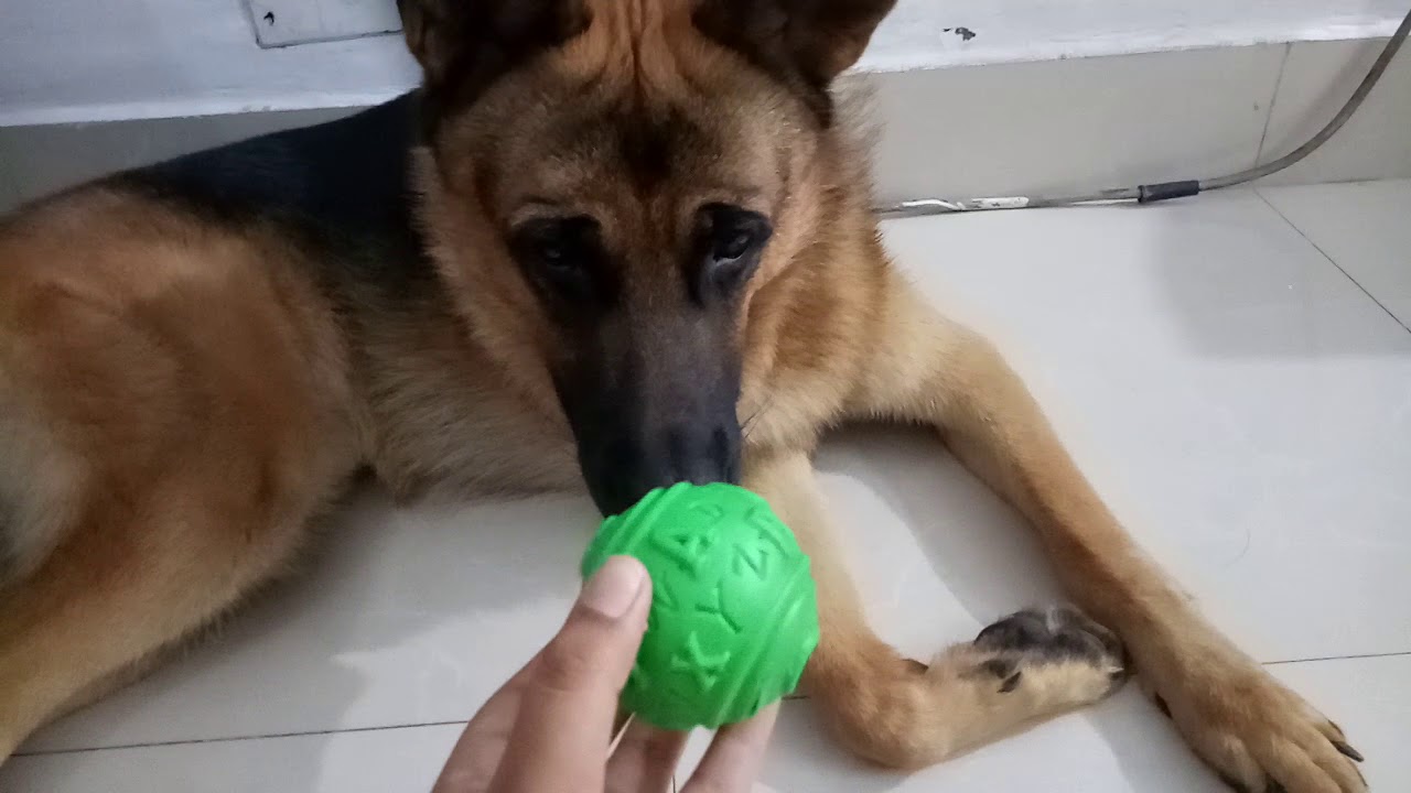 Cute German shepherd (Ginger) playing with ball - YouTube