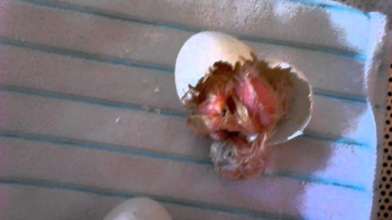 My European eagle owl baby just hatched - YouTube