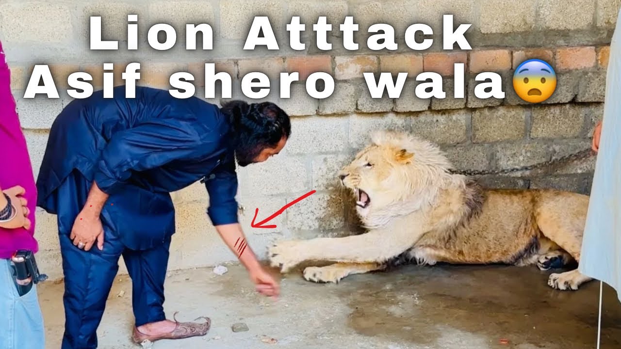 African lion simba Attacks on Asif shero wala 😱 - YouTube