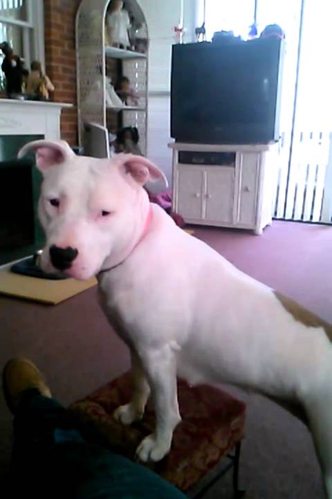 Colby jeep apbt - YouTube