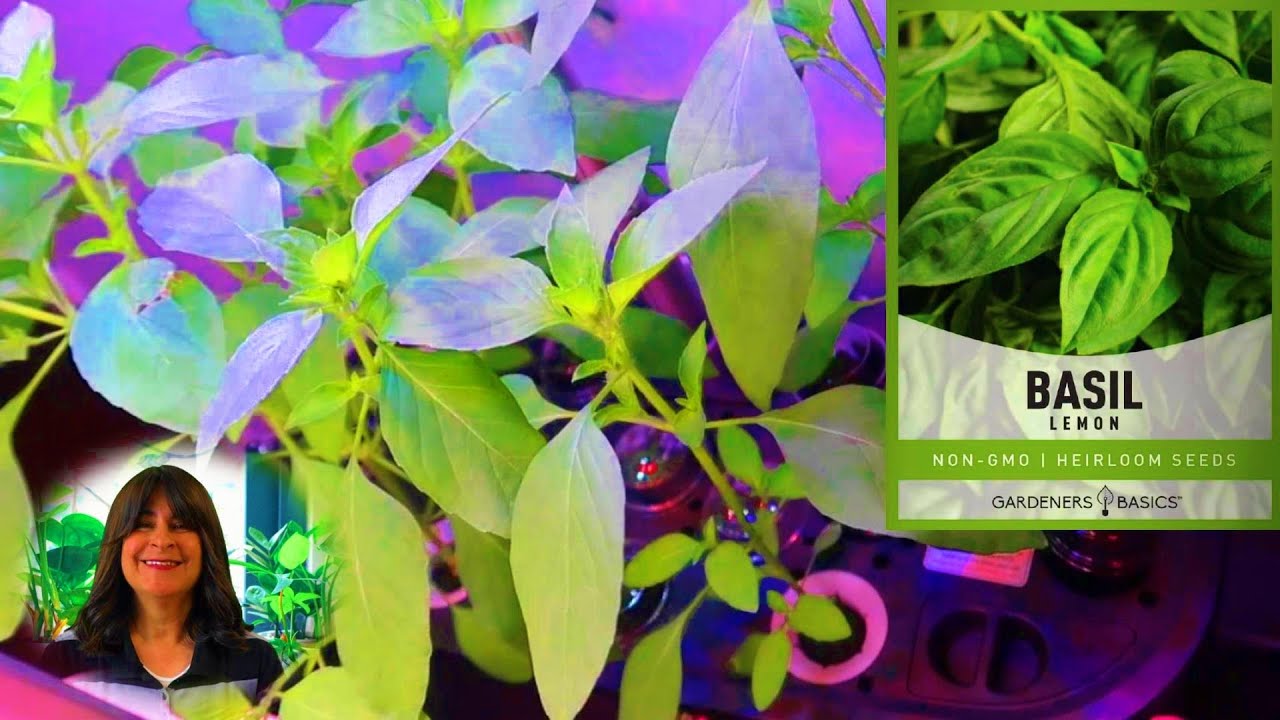 It's EASY to Grow Hydroponic Lemon Basil - YouTube
