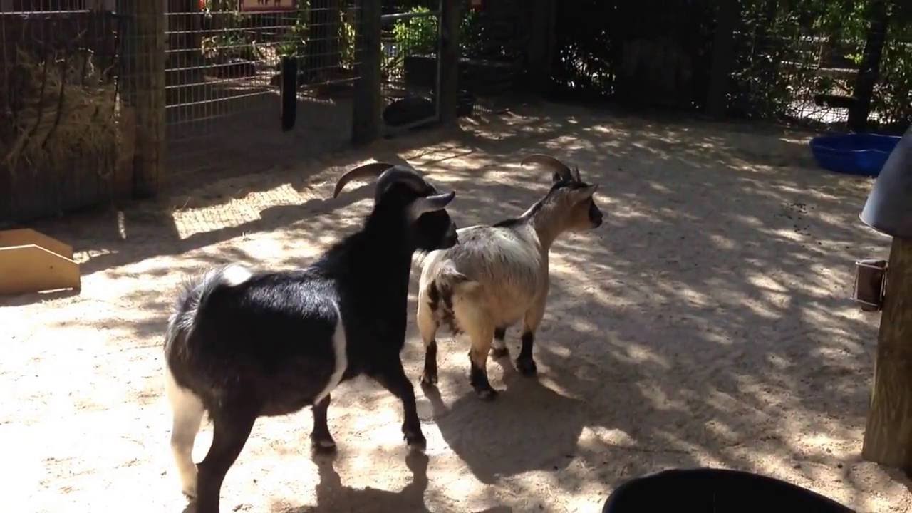 Very Vocal Goats - YouTube