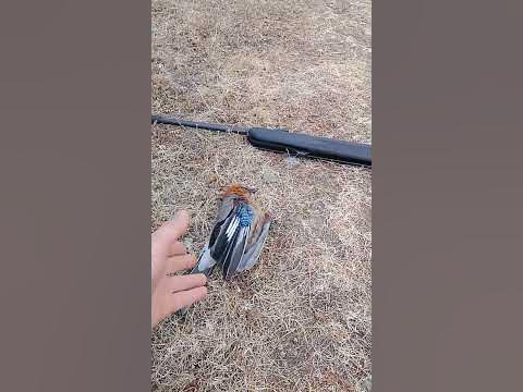 Охота на сойку/добыл сойку/ПОДПИШИСЬ - YouTube