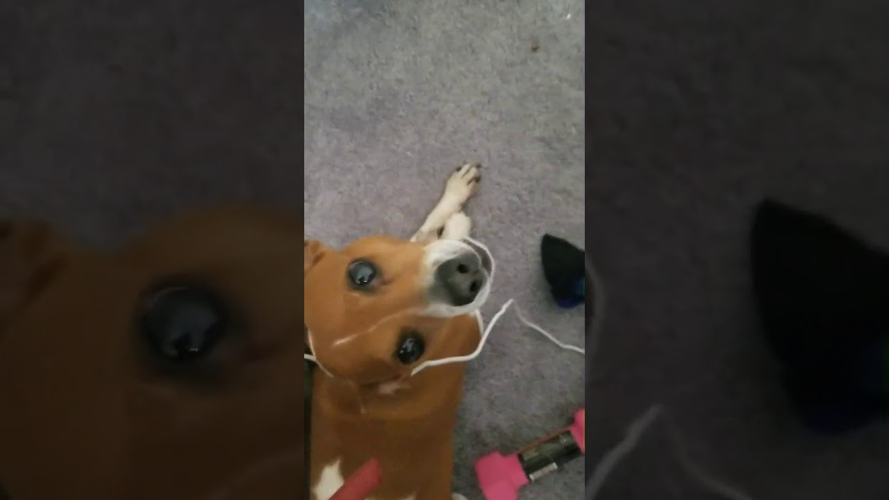 Dog arguing with owner | เถียงคำไม่ตกฟาก - YouTube