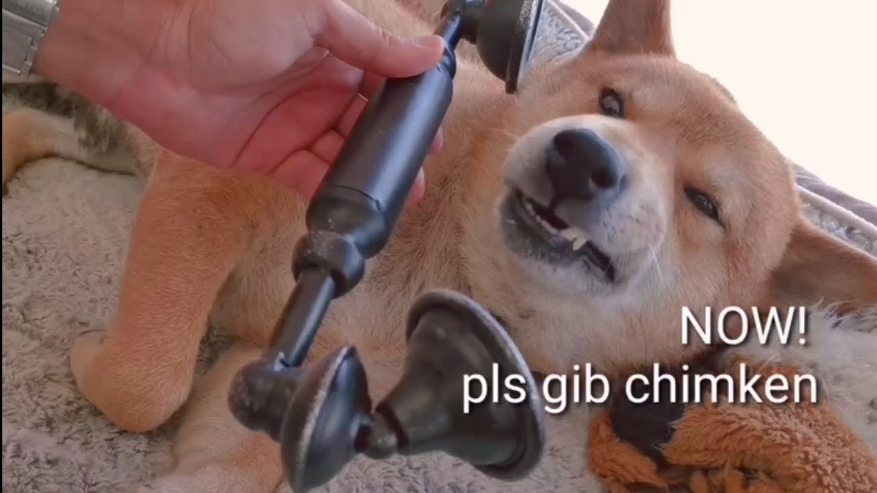 Can a dog order chimken? - YouTube