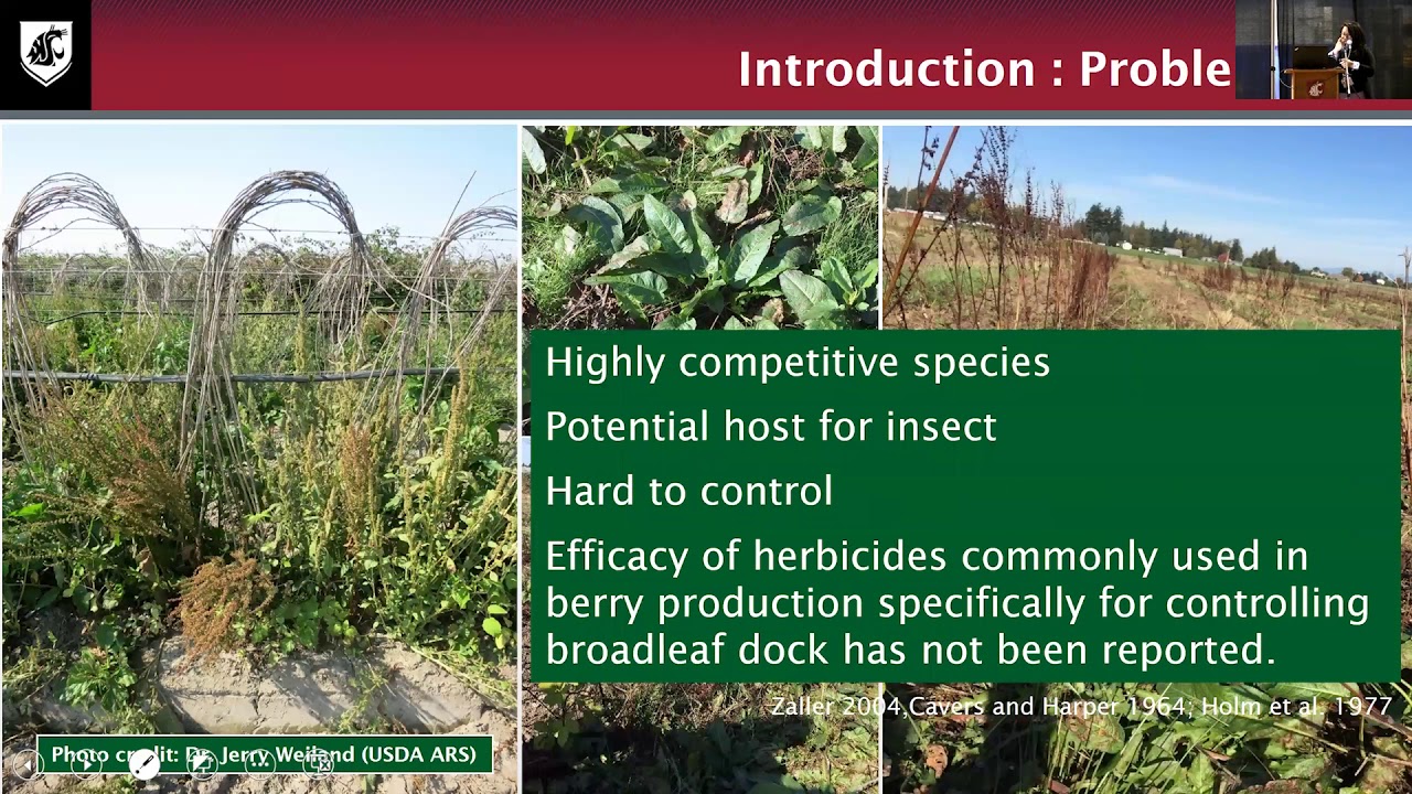 Broadleaf Dock: Identification and Management in Blueberry and ...