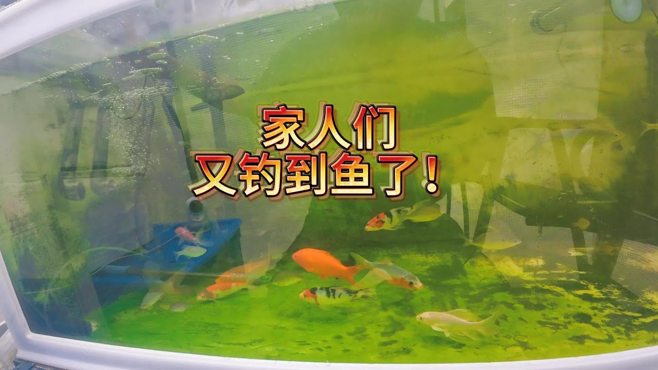 釣魚佬最後的倔强，經過一個冬天，有的龜再也醒不過來了 - YouTube