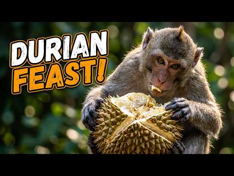 Why Everyone Is Talking About the Monkeys at Udong Mountain 🐒