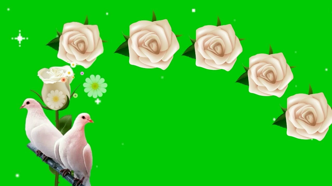 New- Gulab background- green screen- effects- HD video-& photoshop ...