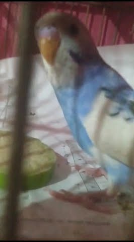 PERIQUITO AZUL #shorts #periquitos(1) - YouTube