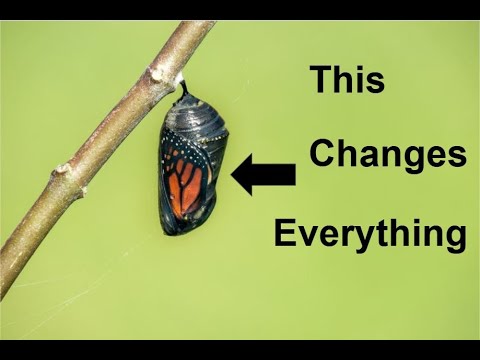 The World's Greatest Animal Adaptation - YouTube