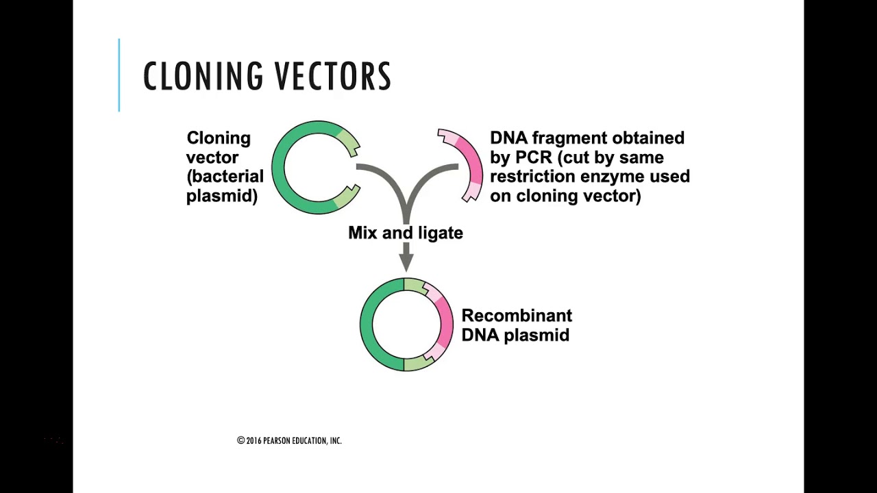 Chapter 13 Part 4 Genetic Engineering - YouTube