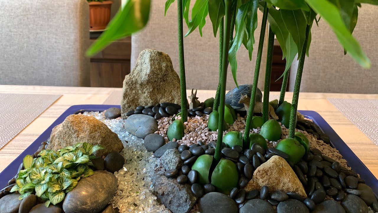 Magic Bean Plant in Glazed Terracotta Pot - YouTube