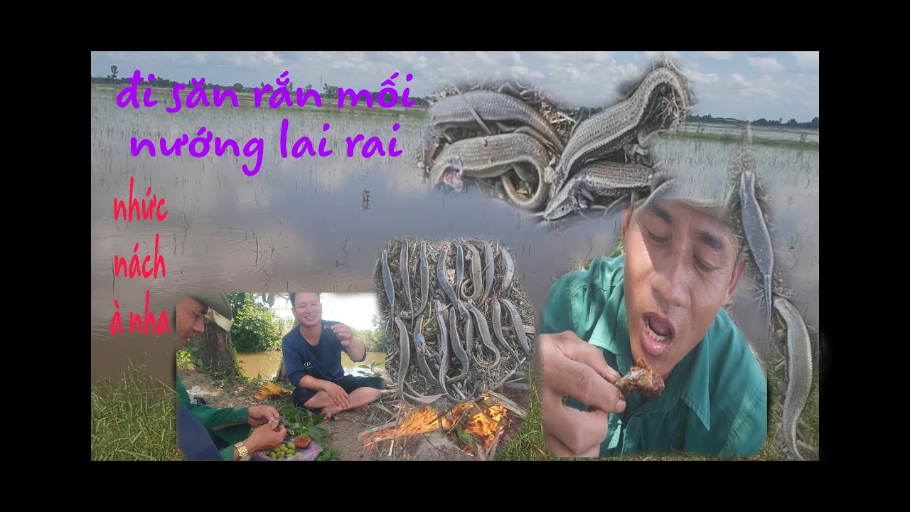 bắt rắn mối nướng-lai rai vài sị đế-mùa nước nổi@2 trung vlogs - YouTube