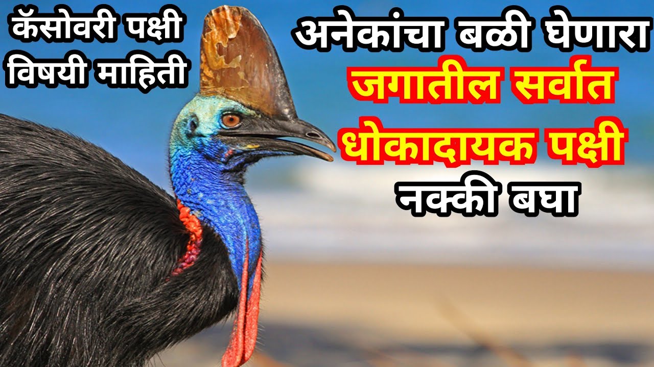cassowary pakshi vishay mahiti | cassowary pakshi chi mahiti ...