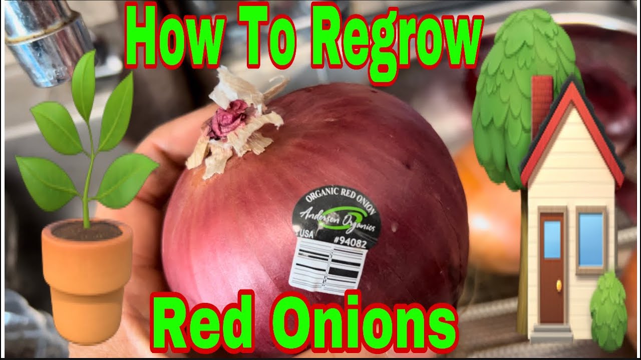 How To Regrow Red Onions 🧅 At Home 🏡 | Easy To Grow Simple Instructions ...