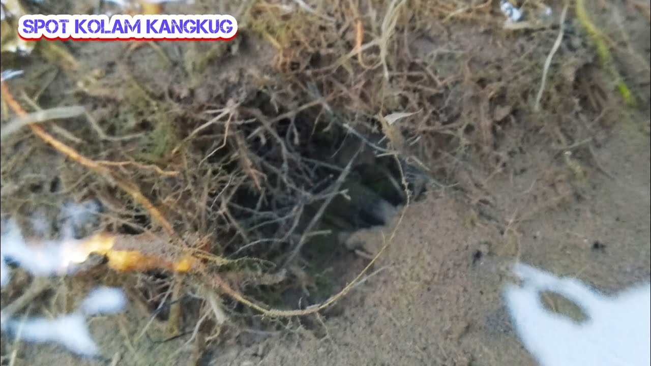 Belut Super Ganas Keluar Lubang Berkali Kali Youtube