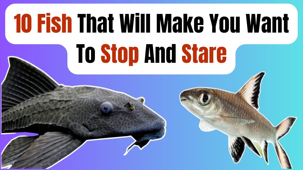 10 Fish That Will Make You Want To Stop And Stare | Facts Around the ...