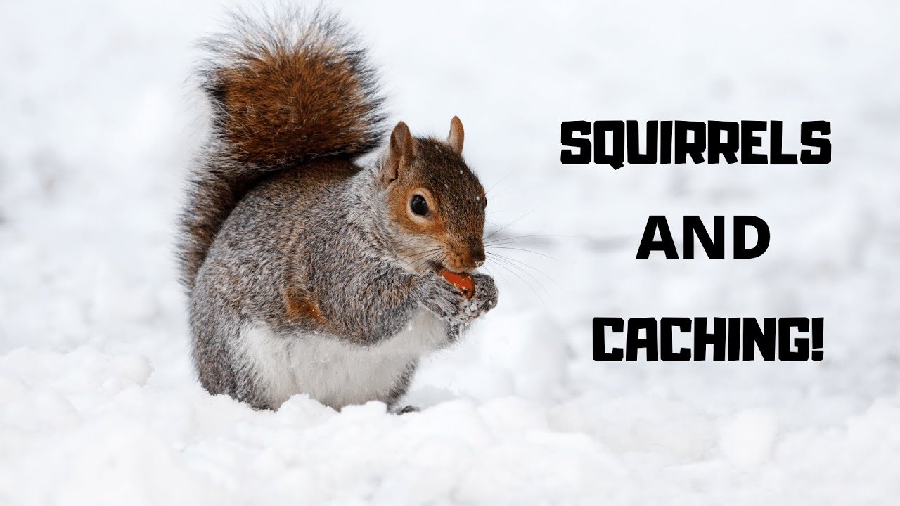Squirrels and Caching Pattern - YouTube
