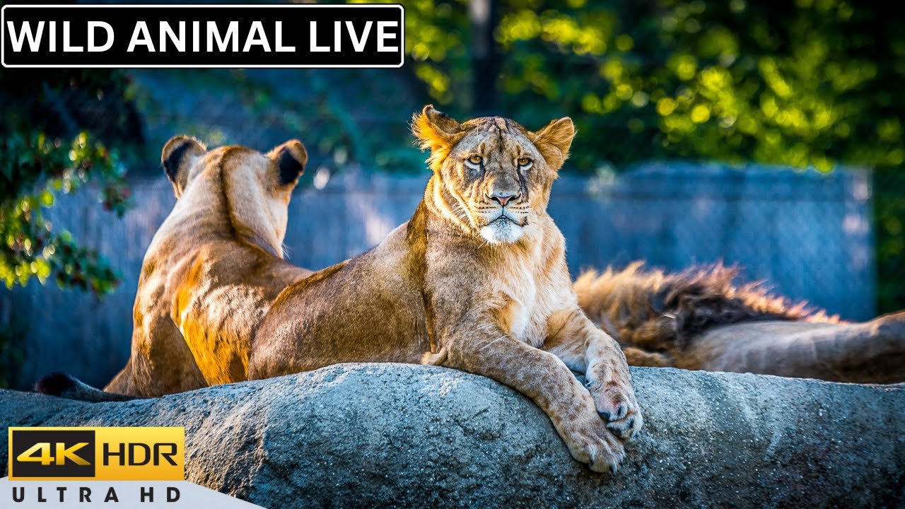 Baby Animals Cute Young Wild Animals With Relaxing Music 4k video ...
