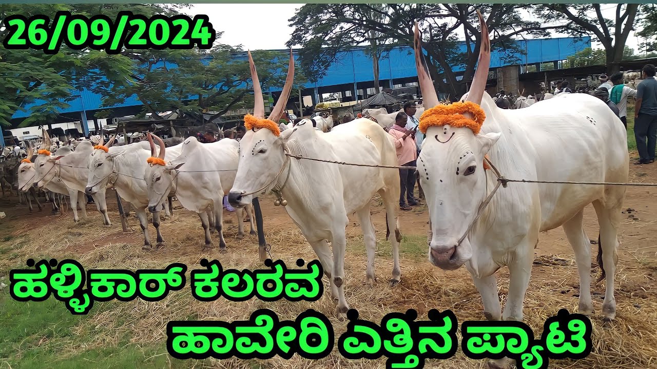 Part 2 ಹಾವೇರಿ ಎತ್ತಿನ ಪ್ಯಾಟಿ || Haveri Bulls Market ||ಪ್ರತಿ ಗುರುವಾರ ...