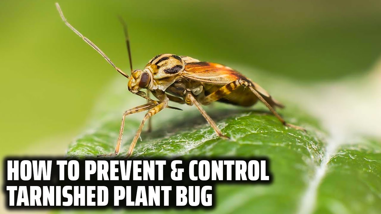 Tarnished Plant Bug - How to prevent and control it - YouTube
