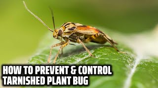 Tarnished Plant Bug - How to prevent and control it
