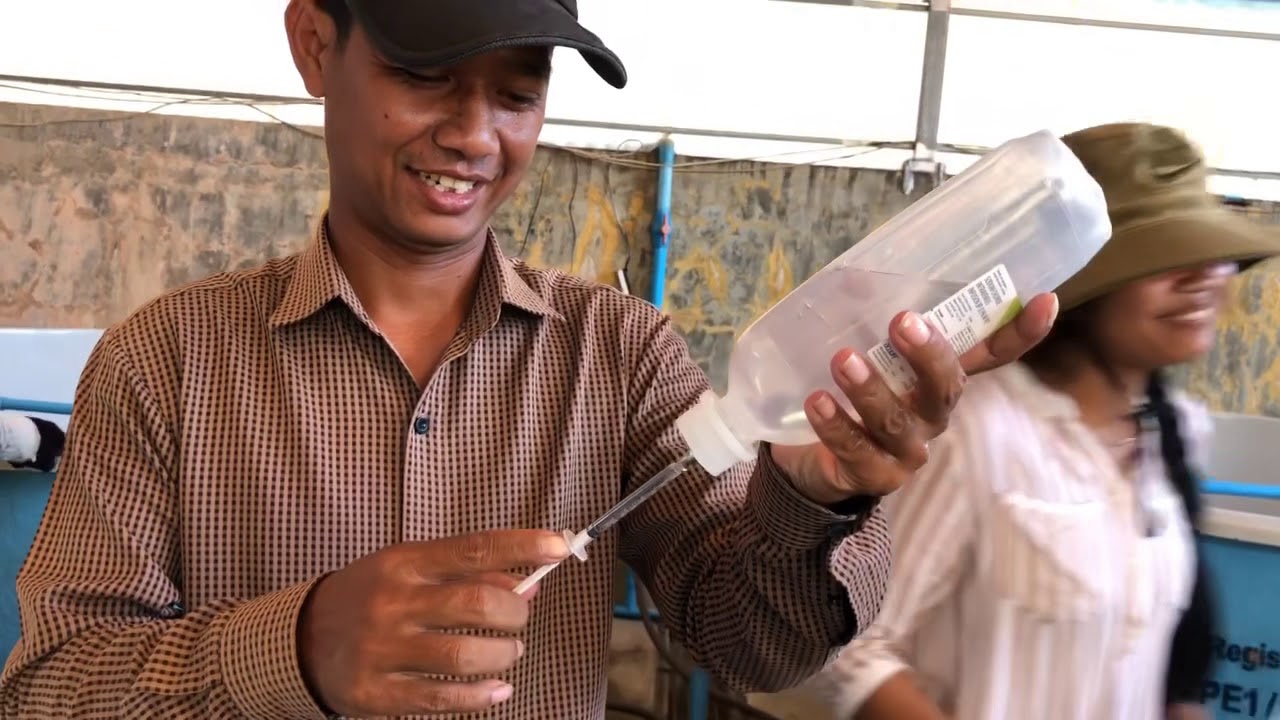 Frog breeding by hormone HCG injection. - YouTube