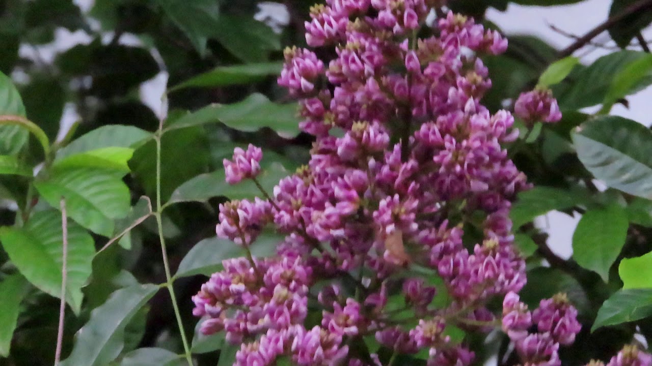 Andira inermis,Cabbage Tree, Brown Heart - YouTube